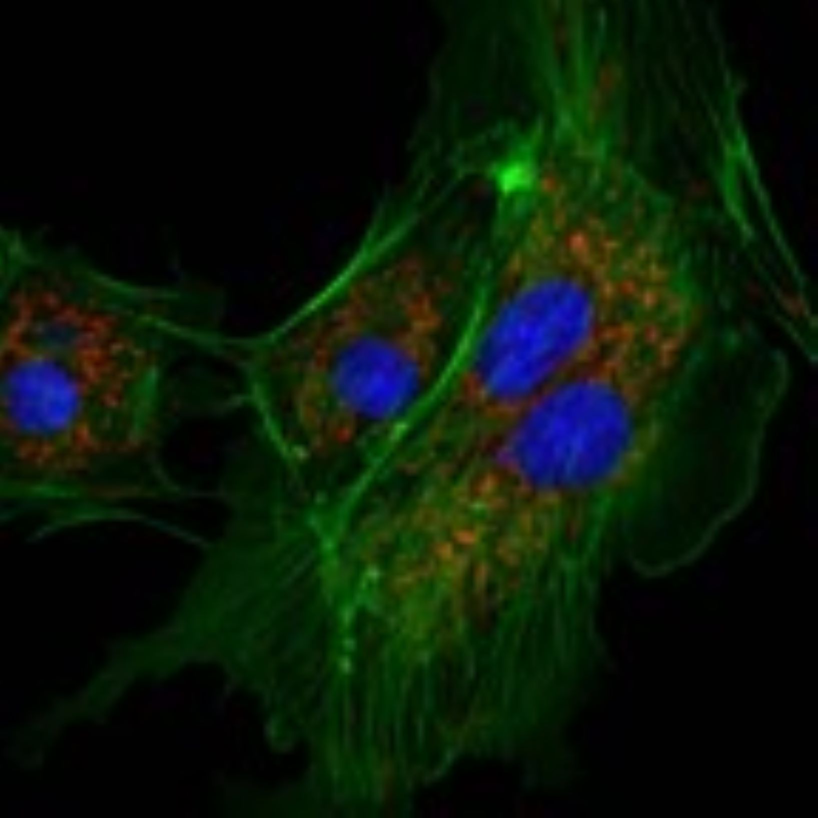 Digital Microscopy Core | UAMS College of Medicine